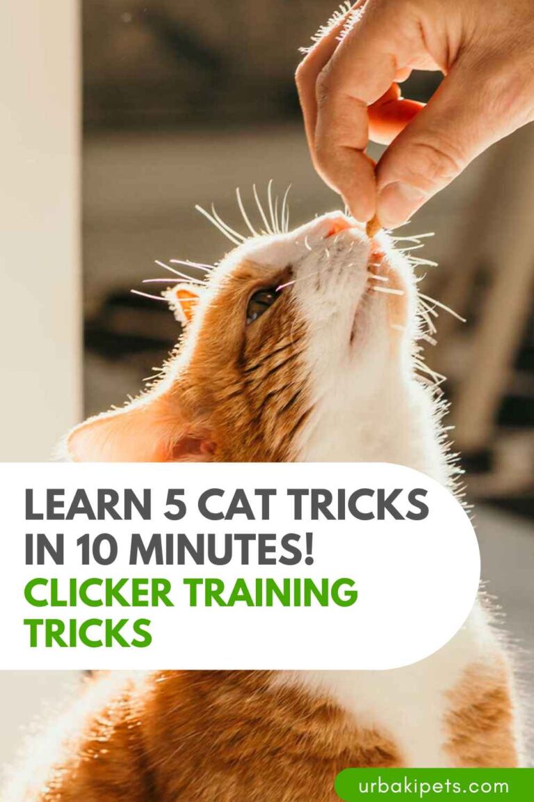Learn 5 CAT TRICKS in 10 minutes! Easy & Cool Clicker Training Tricks ...