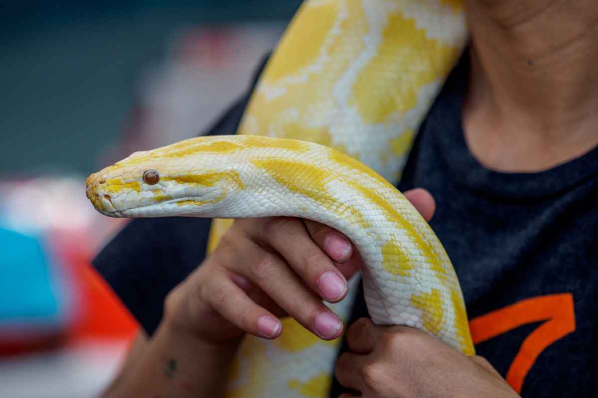 PROS & CONS: Having Snakes as Pets – Urbaki Pets