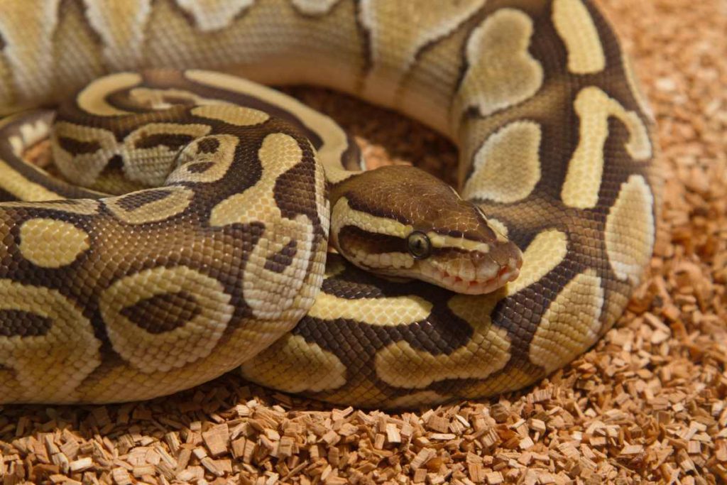 Raising a Healthy and Happy Ball Python: A Step-by-Step Guide – Urbaki Pets