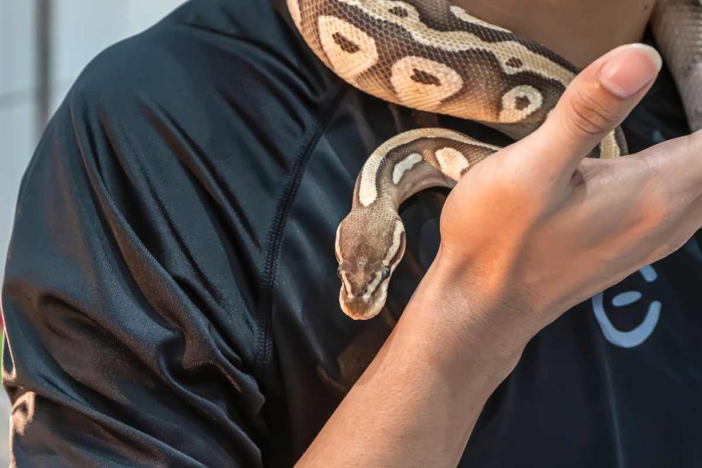 Raising a Healthy and Happy Ball Python: A Step-by-Step Guide – Urbaki Pets