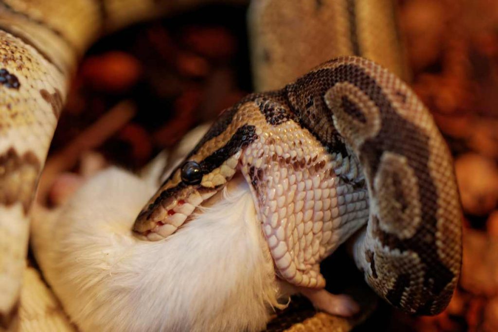 Raising a Healthy and Happy Ball Python: A Step-by-Step Guide – Urbaki Pets