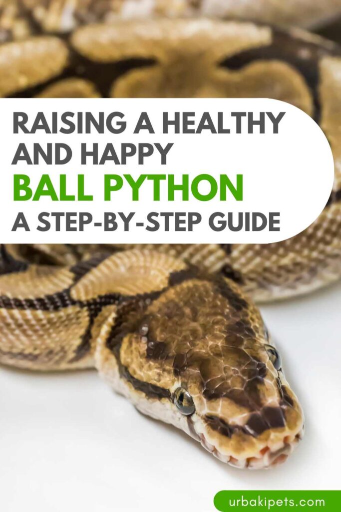 Raising a Healthy and Happy Ball Python: A Step-by-Step Guide – Urbaki Pets