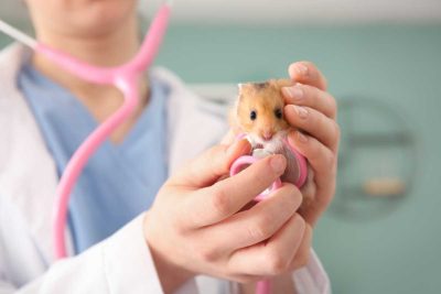 SAFE and UNSAFE foods for hamsters! – Urbaki Pets