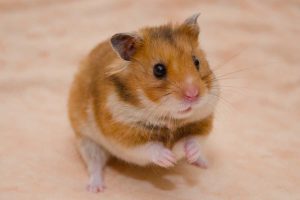 SAFE and UNSAFE foods for hamsters! – Urbaki Pets
