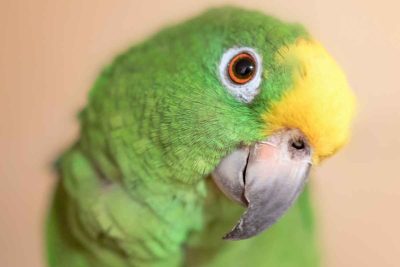 Tips On How To Tame Your Bird And Gain Its Trust – Urbaki Pets