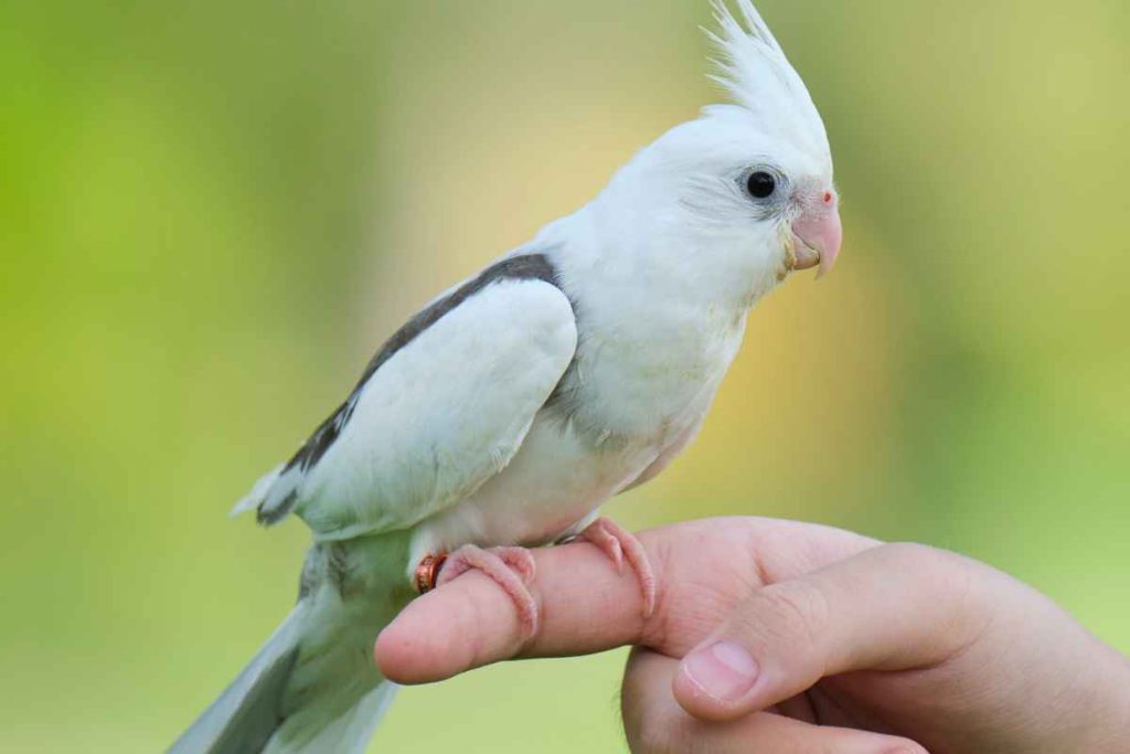 Tips On How To Tame Your Bird And Gain Its Trust – Urbaki Pets