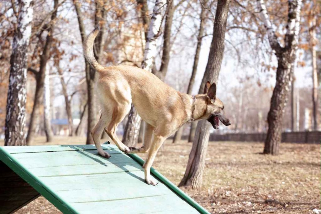 How to Train Working Dogs? – What You Should Know – Urbaki Pets