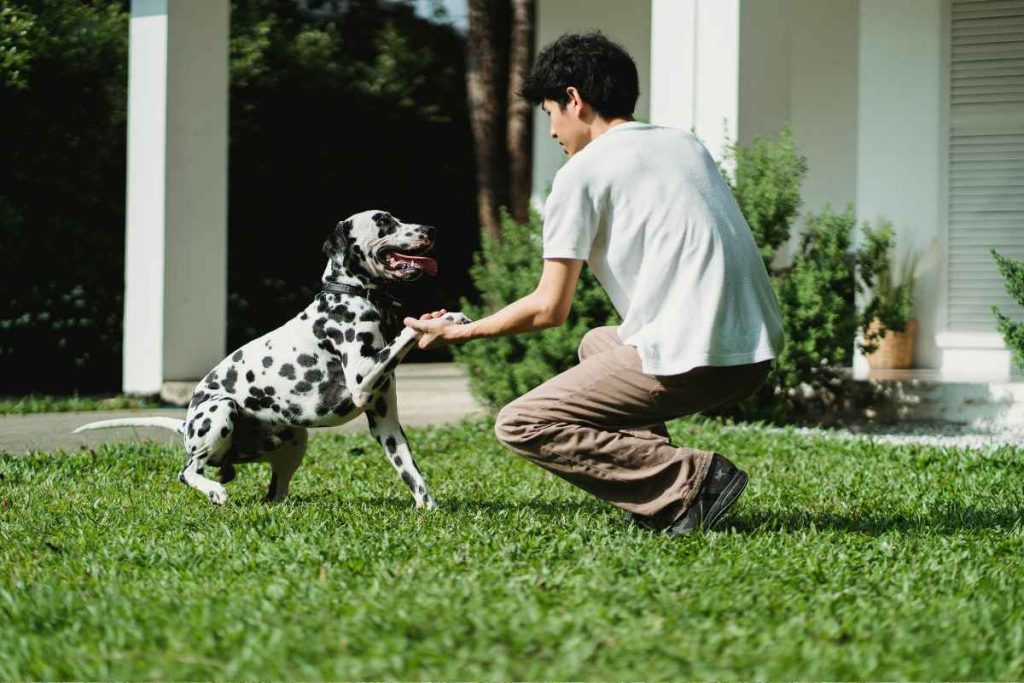 How to Train Working Dogs? – What You Should Know – Urbaki Pets