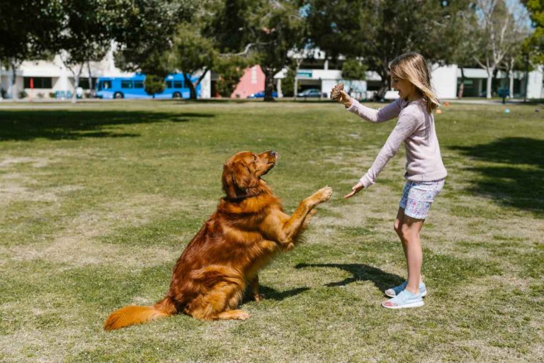 How to Train Working Dogs? – What You Should Know – Urbaki Pets