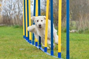 How to Train Working Dogs? – What You Should Know – Urbaki Pets