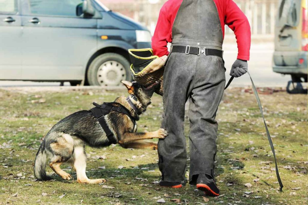 How to Train Working Dogs? – What You Should Know – Urbaki Pets