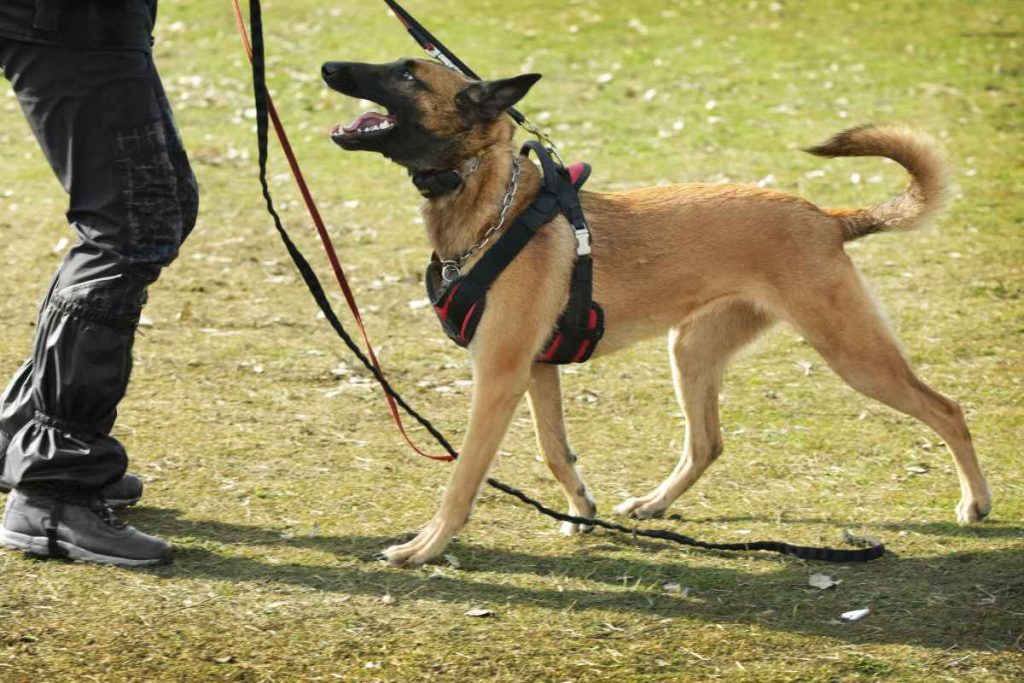 How to Train Working Dogs? – What You Should Know – Urbaki Pets