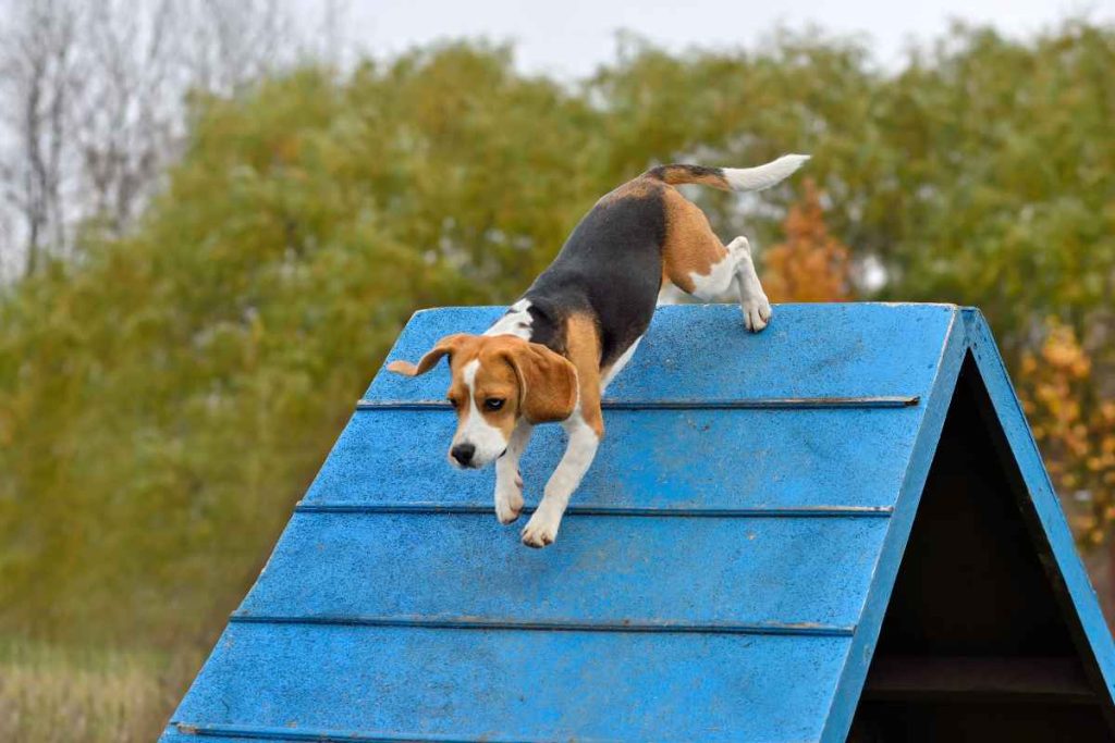 How to Train Working Dogs? – What You Should Know – Urbaki Pets
