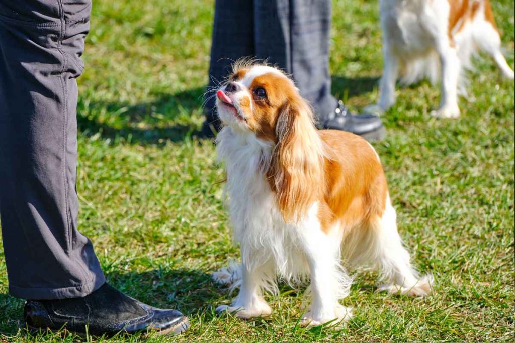 How to Train Working Dogs? – What You Should Know – Urbaki Pets