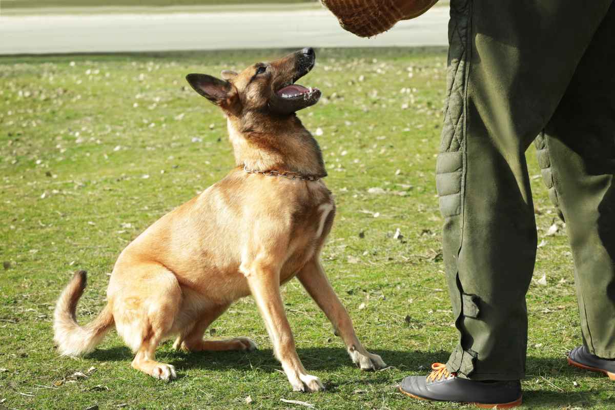 How to Train Working Dogs? – What You Should Know – Urbaki Pets