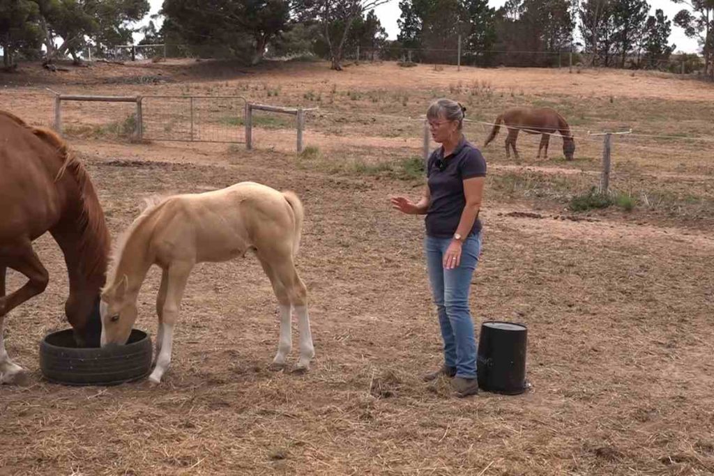 Training A Foal Using Basic Principles Urbaki Pets