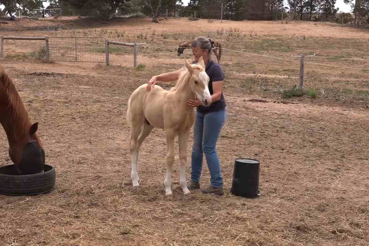 Training A Foal Using Basic Principles Urbaki Pets
