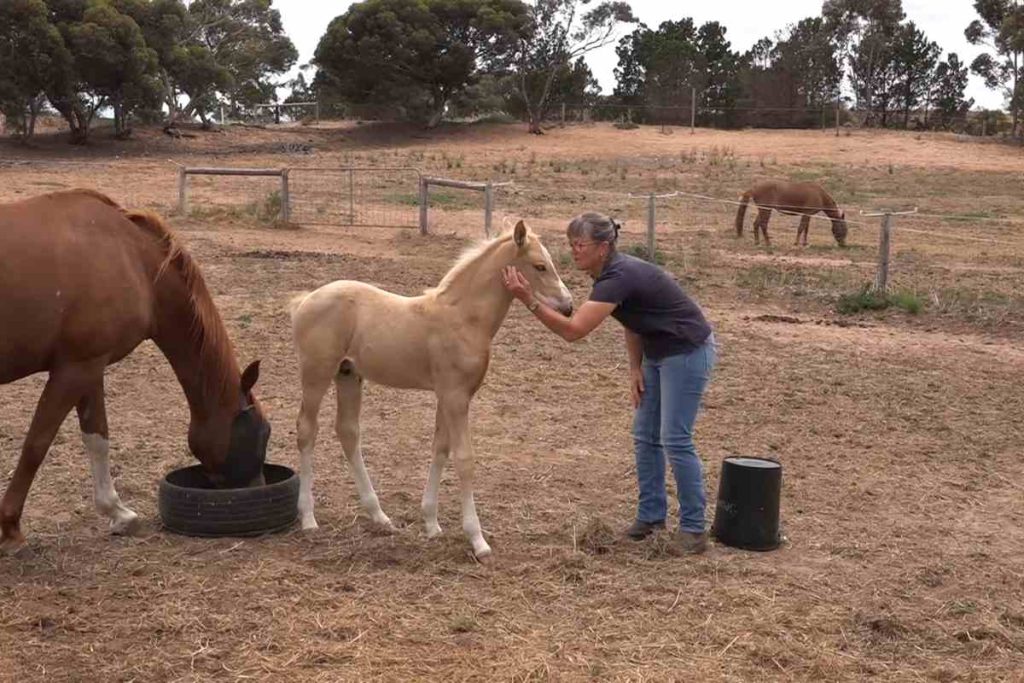 Training A Foal Using Basic Principles Urbaki Pets