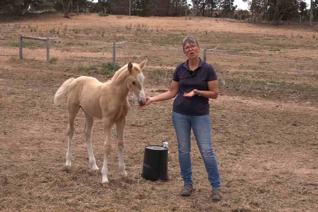 Training A Foal Using Basic Principles – Urbaki Pets