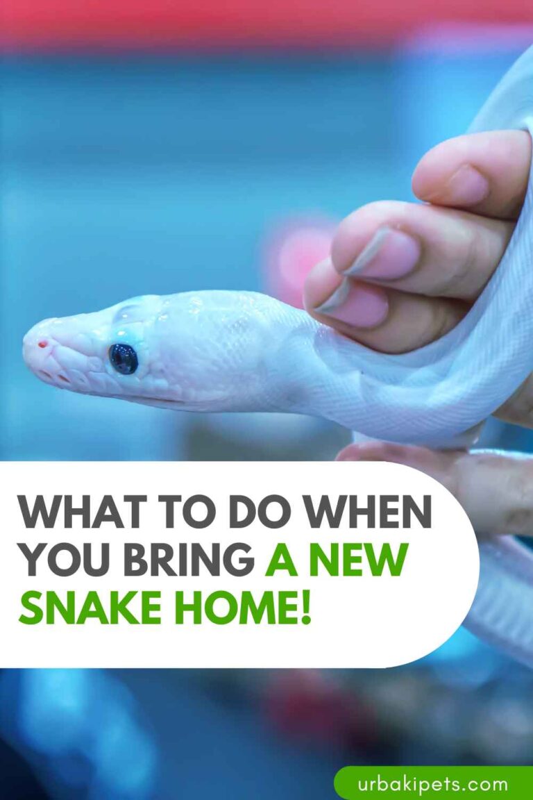 What to do When you Bring a New Snake Home! – Urbaki Pets