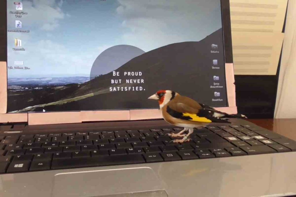 Your bird is scared of you? Here’s what to do *ALL BIRDS* – Urbaki Pets