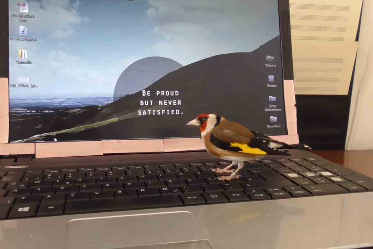 Your bird is scared of you? Here’s what to do *ALL BIRDS* – Urbaki Pets