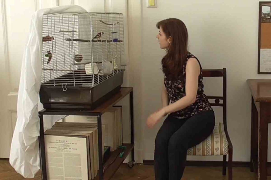 Your bird is scared of you? Here’s what to do *ALL BIRDS* – Urbaki Pets