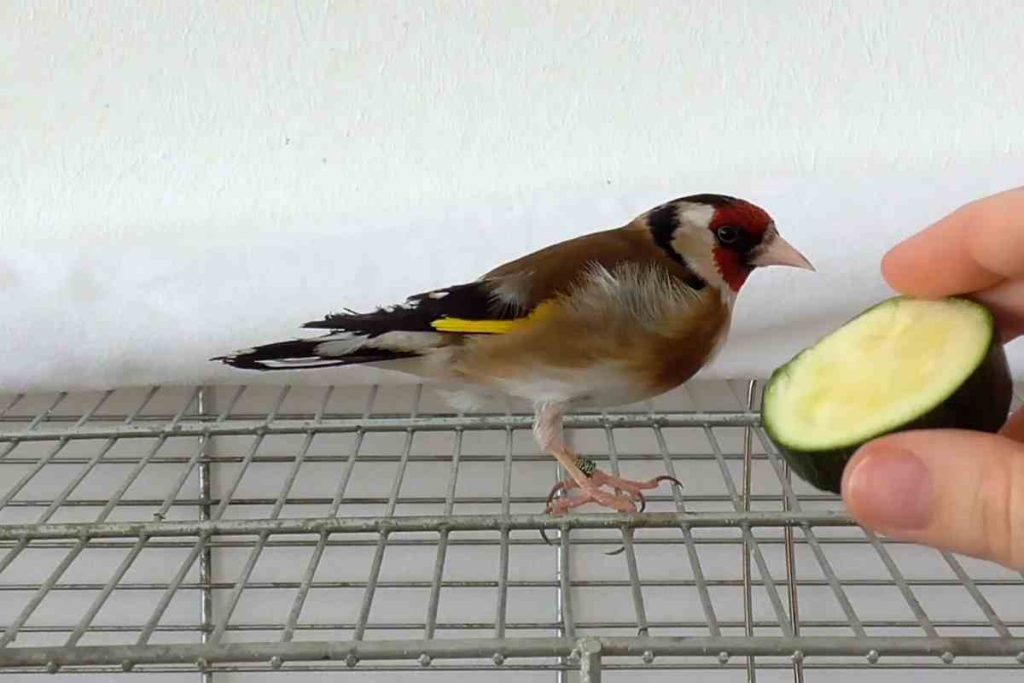 Your bird is scared of you? Here’s what to do *ALL BIRDS* – Urbaki Pets
