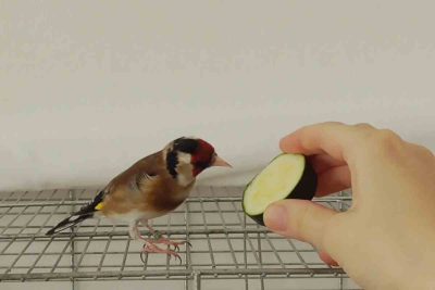 Your bird is scared of you? Here’s what to do *ALL BIRDS* – Urbaki Pets