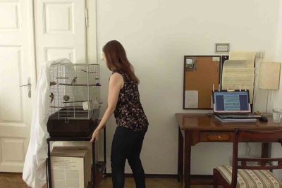 Your bird is scared of you? Here’s what to do *ALL BIRDS* – Urbaki Pets