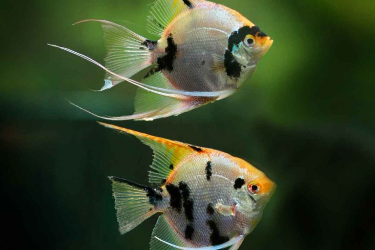Angelfish – The Ideal Species for your Aquarium – Urbaki Pets