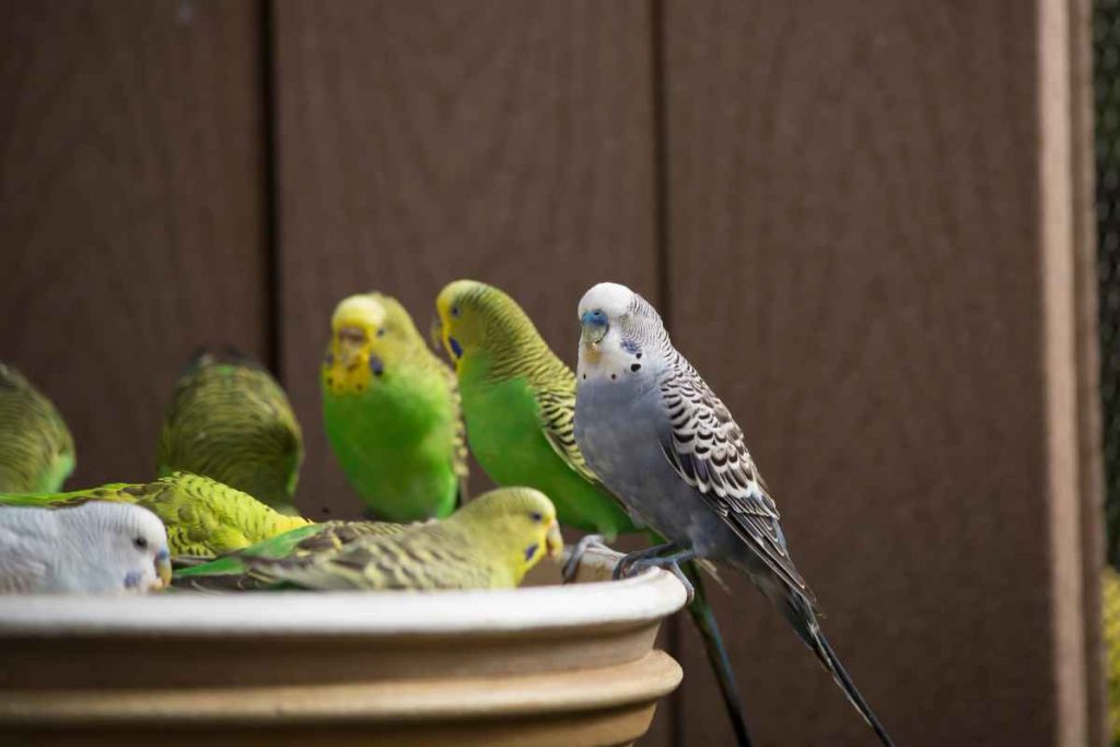 How to Gain budgie’s Trust – 6 Tips for Taming a Budgie – Urbaki Pets