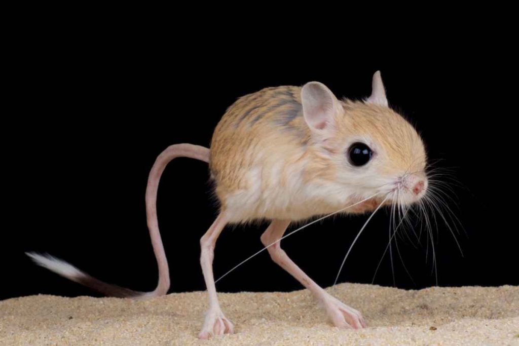 Jerboas as Pets: Why They’re Taking the Pet World by Storm – Urbaki Pets