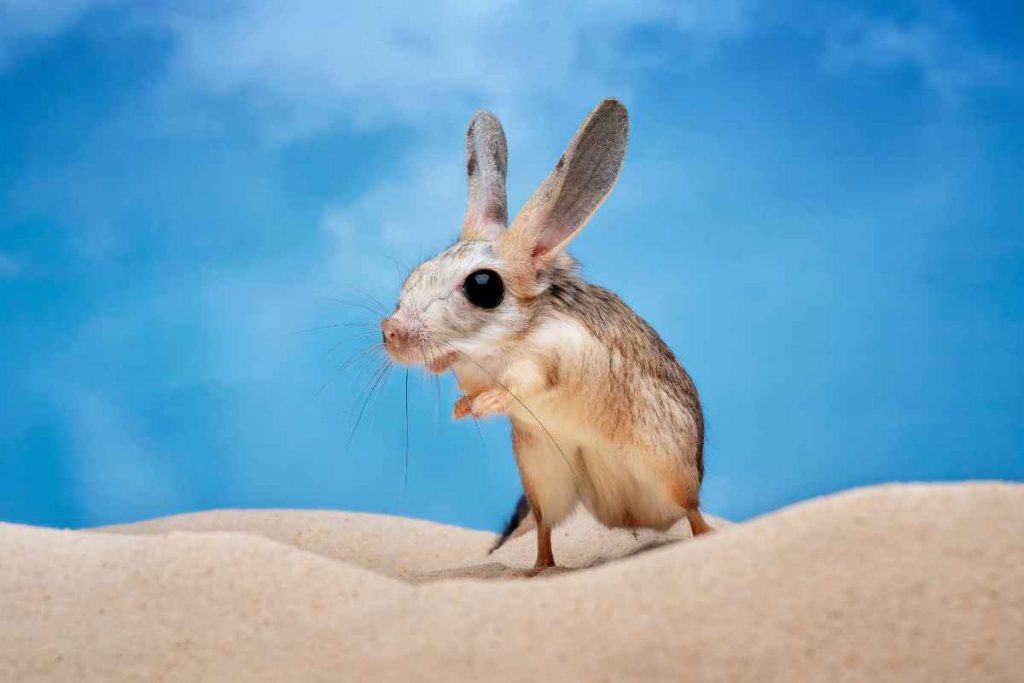 Jerboas as Pets: Why They’re Taking the Pet World by Storm – Urbaki Pets
