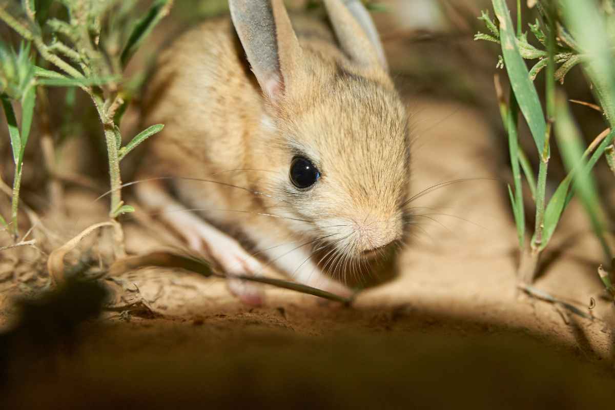 Jerboas as Pets: Why They’re Taking the Pet World by Storm – Urbaki Pets