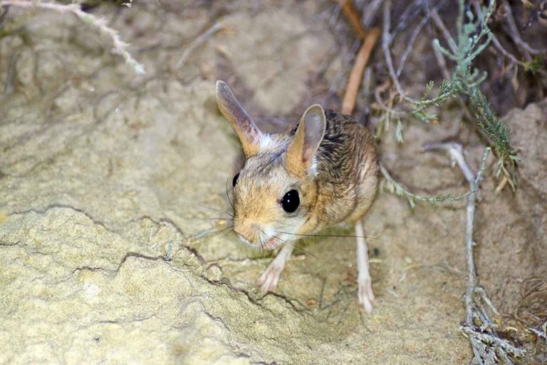 Jerboas as Pets: Why They’re Taking the Pet World by Storm – Urbaki Pets