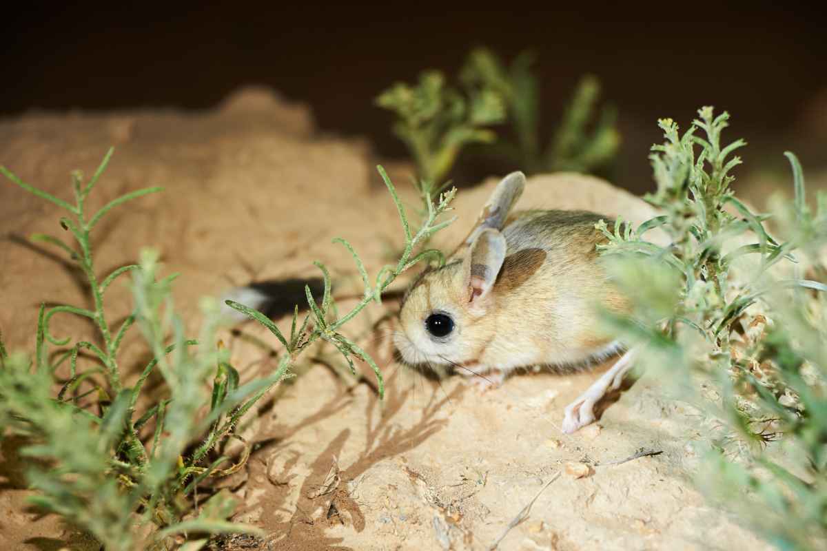 Jerboas as Pets: Why They’re Taking the Pet World by Storm – Urbaki Pets