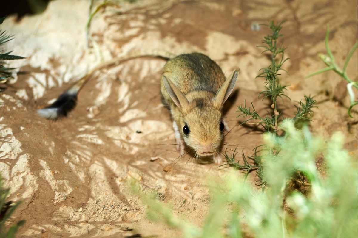 Jerboas as Pets: Why They’re Taking the Pet World by Storm – Urbaki Pets