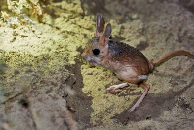 Jerboas as Pets: Why They’re Taking the Pet World by Storm – Urbaki Pets