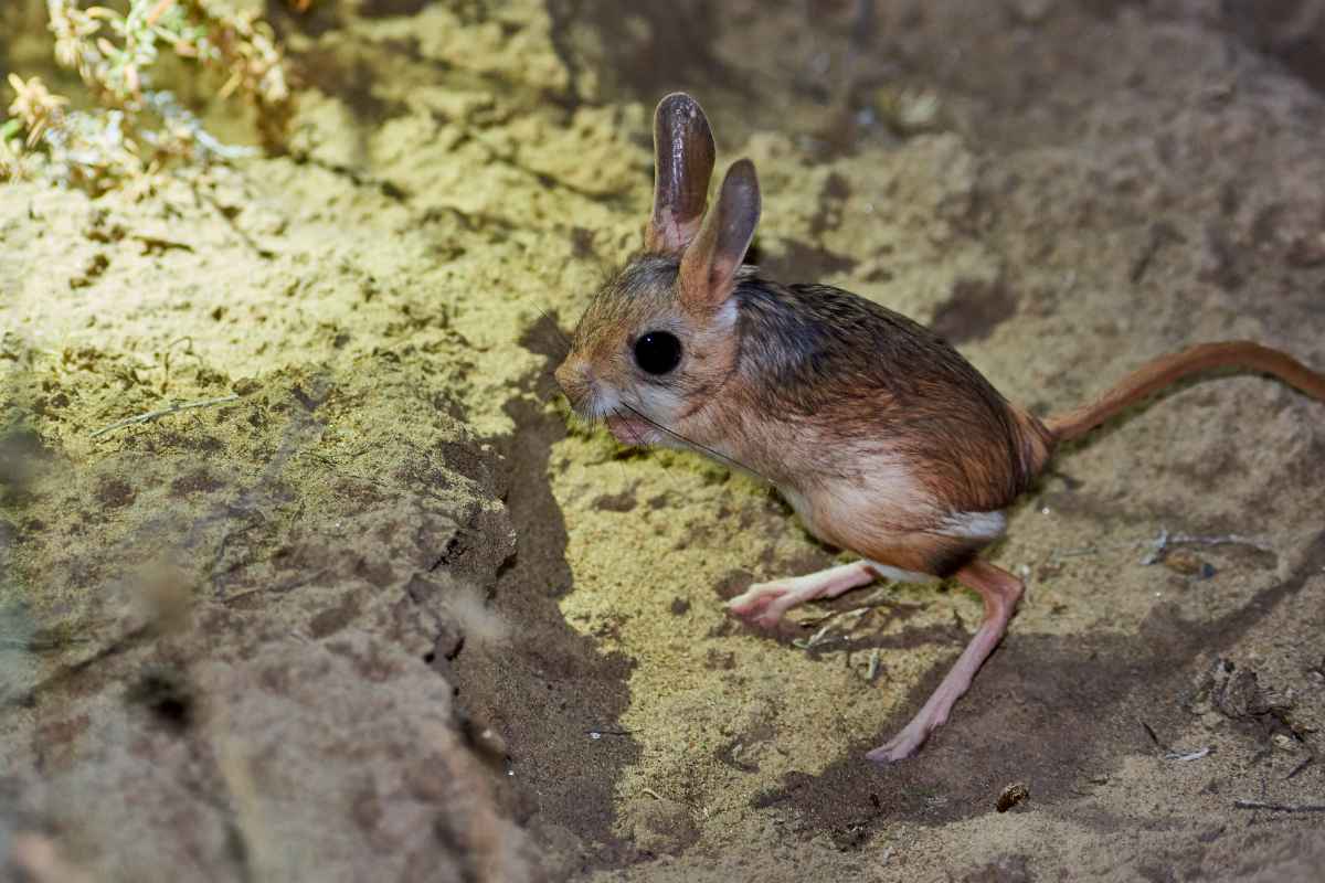 Jerboas as Pets: Why They’re Taking the Pet World by Storm – Urbaki Pets