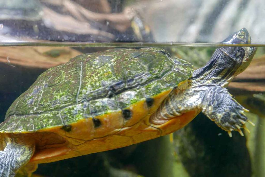 All About Maintaining an Aquaterrarium for Turtles – Urbaki Pets