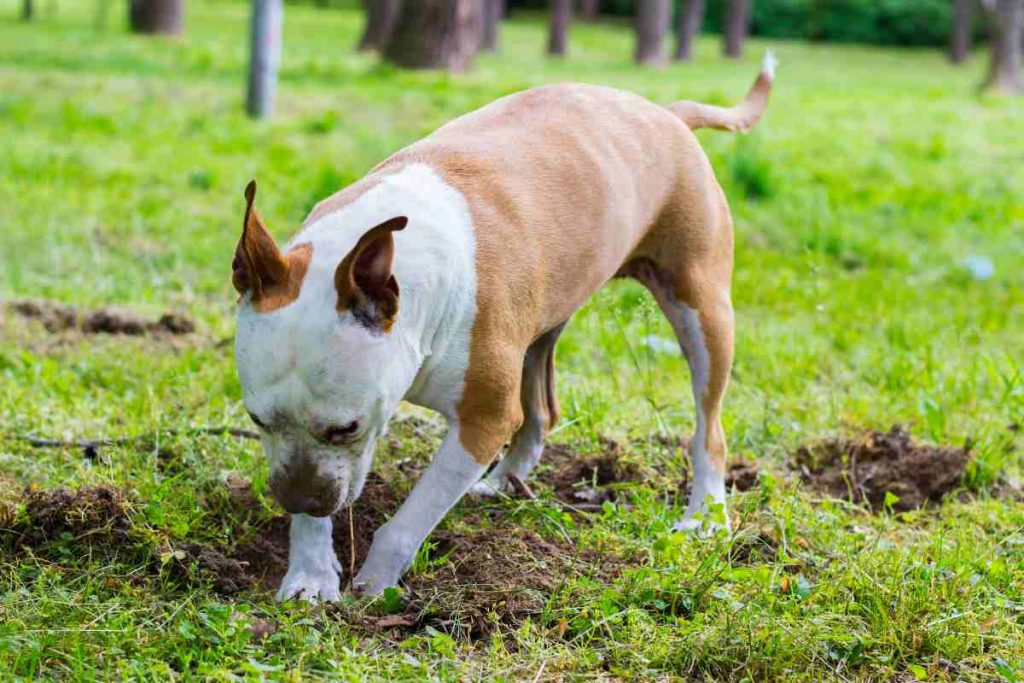 10 Odd Dog Behaviors and What They Actually Mean – Urbaki Pets