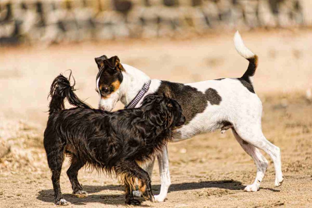 10 Odd Dog Behaviors and What They Actually Mean – Urbaki Pets