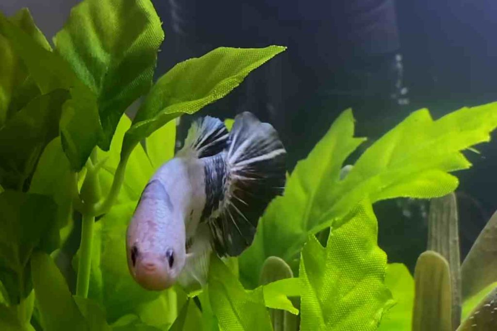 10 Things Fish Keepers Should NEVER DO – Urbaki Pets
