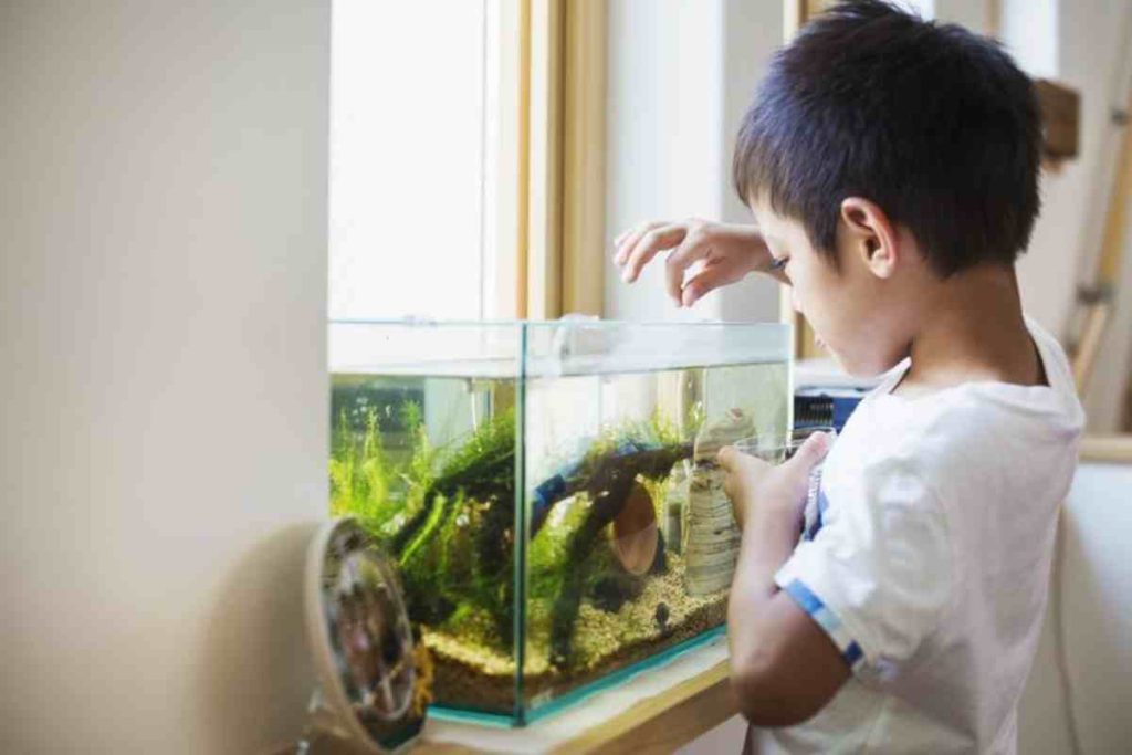 10 Things Fish Keepers Should NEVER DO – Urbaki Pets