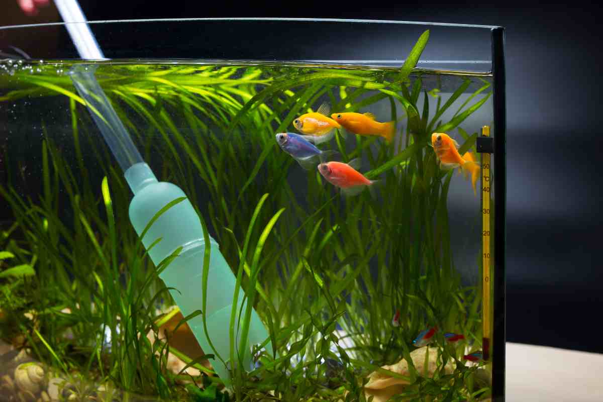 10 Things Fish Keepers Should NEVER DO – Urbaki Pets