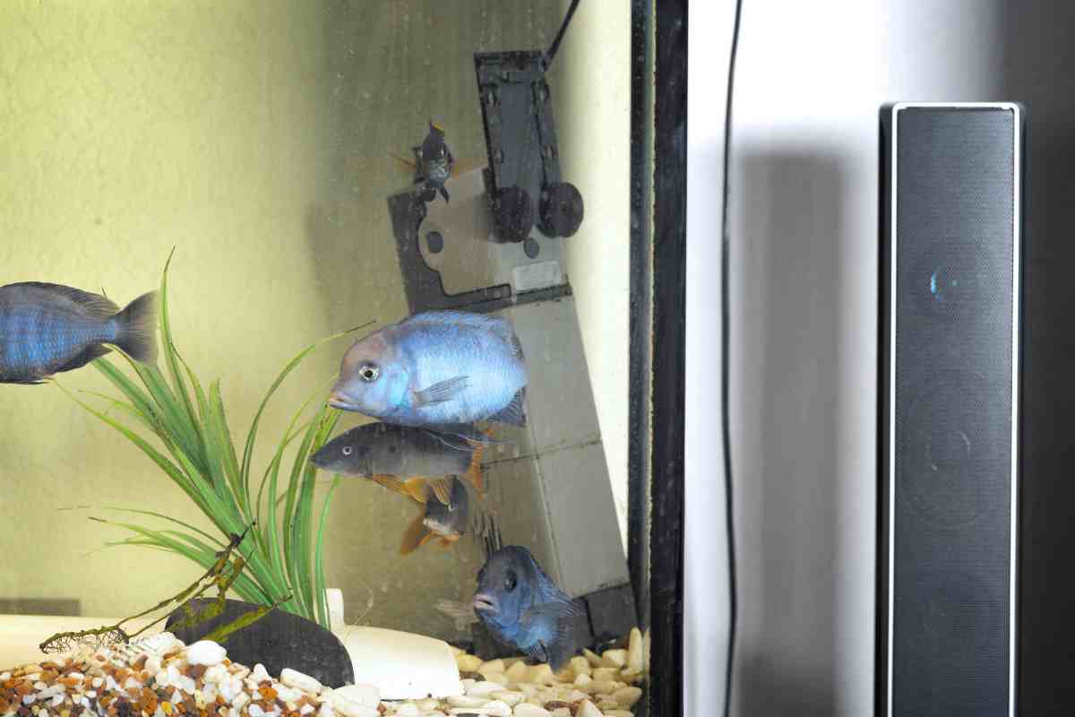 10 Things Fish Keepers Should NEVER DO – Urbaki Pets
