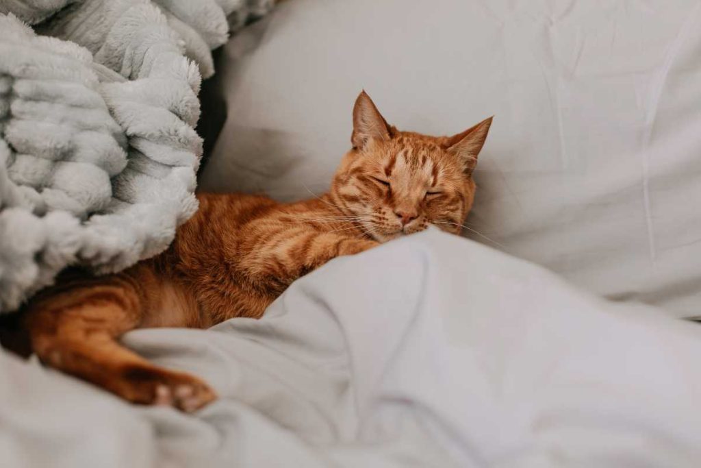 12 Signs Your Pet is Crying for Help – Urbaki Pets