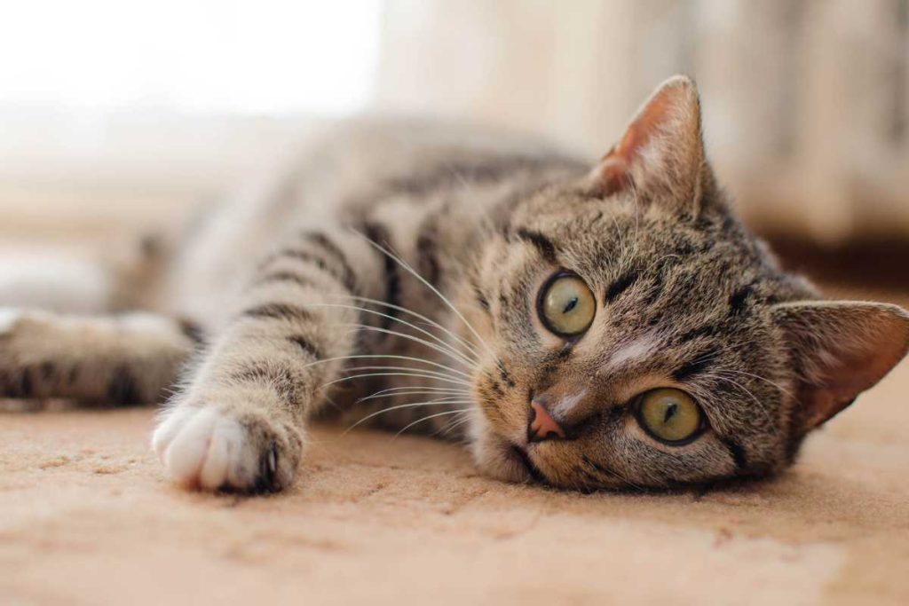 12 Signs Your Pet is Crying for Help – Urbaki Pets