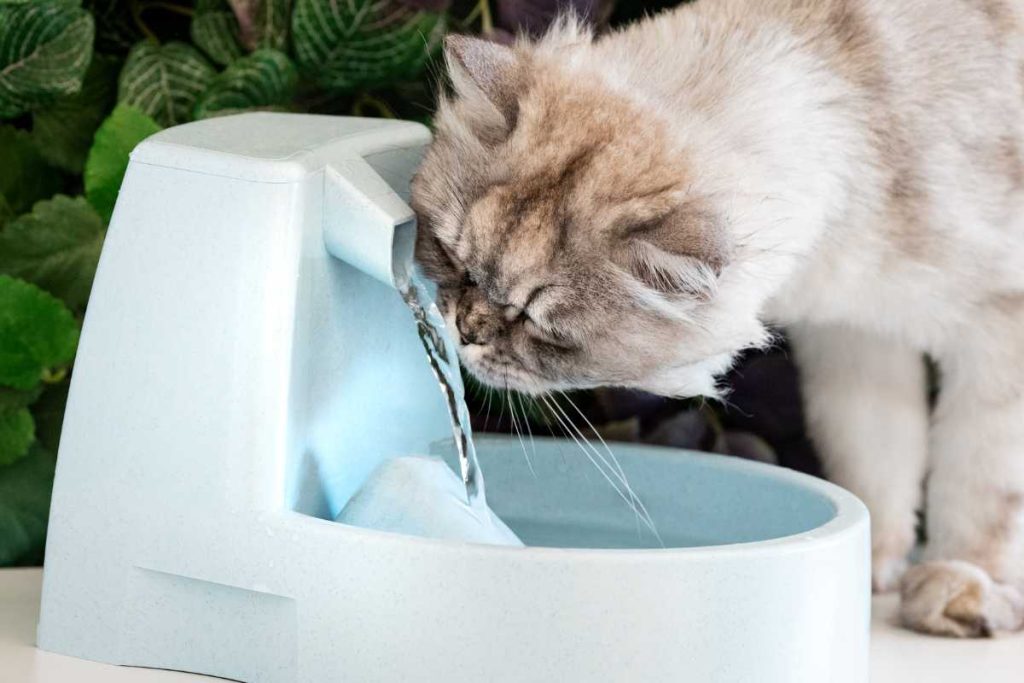 12 Signs Your Pet is Crying for Help – Urbaki Pets